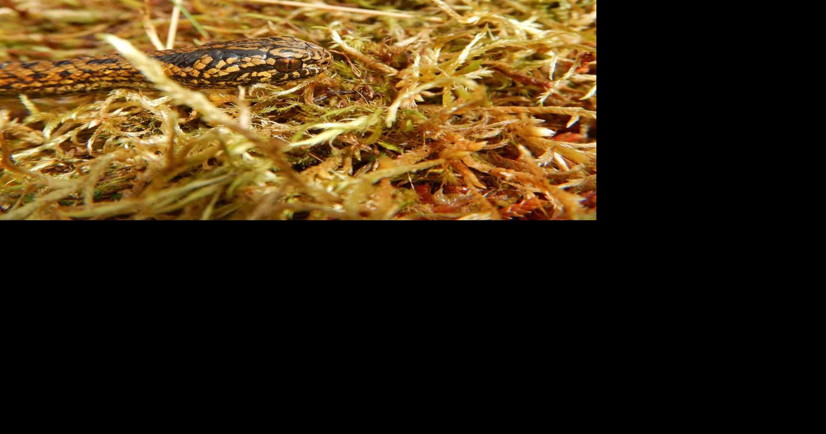 Newly discovered snake species found in remote Peruvian land is named ...