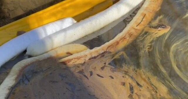 ADEM releases statement after 4,000 gallons of diesel fuel spills in ...