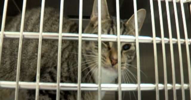 North Alabama animal rescue groups are overwhelmed with animals, in ...