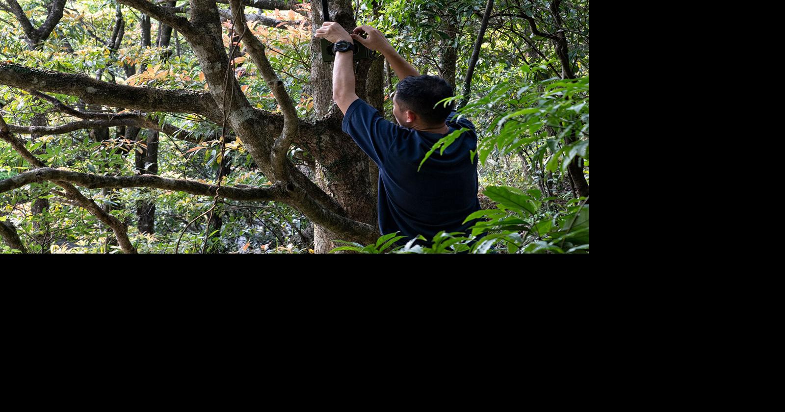 Take a good look at these strange-looking turtles. They could soon be ...