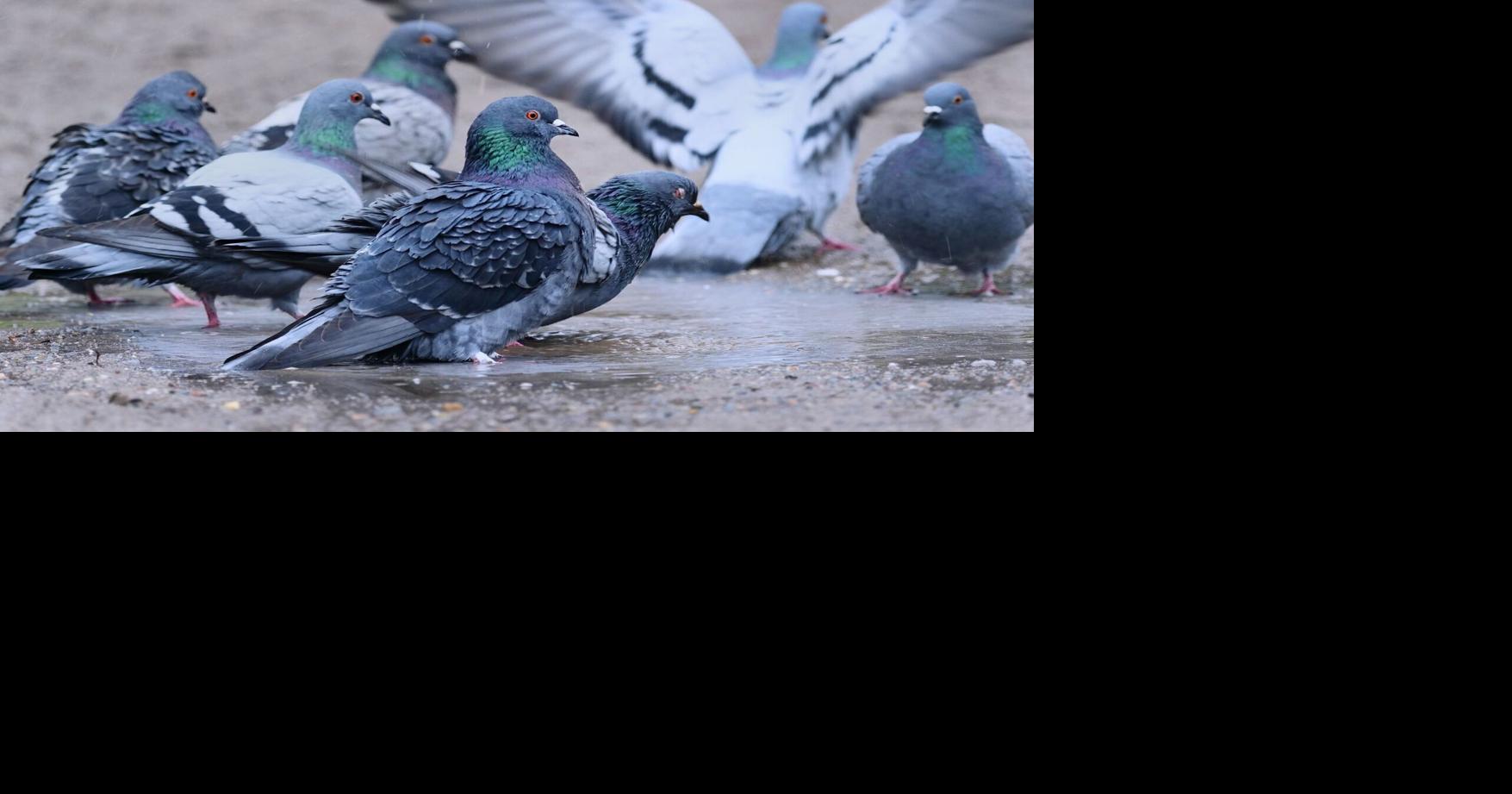 Biotech firm announces ‘pivotal step’ in effort to bring back the dodo ...