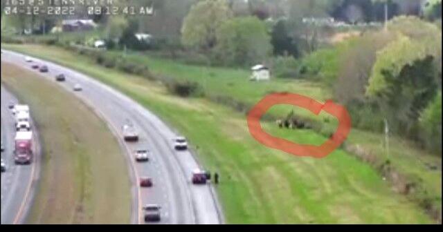 20 cattle safely corralled along part of I-65 in Morgan County Tuesday ...