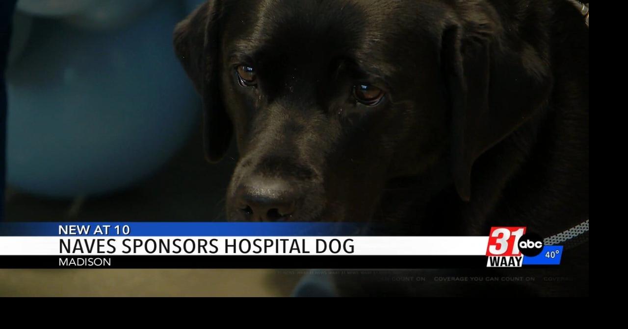 Veterinary hospital sponsors Madison Hospital's therapy dog Apple ...