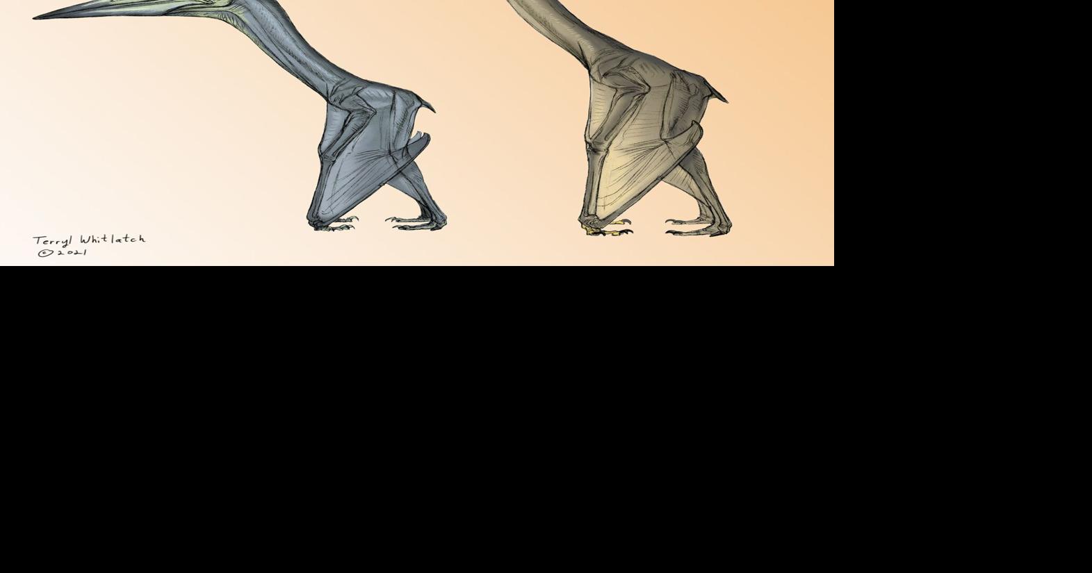 Fossils reveal that some pterosaurs soared like vultures, while others ...