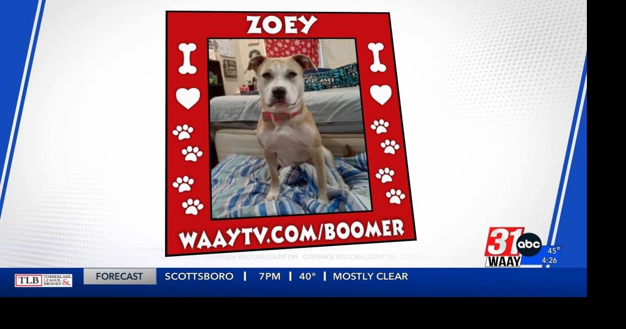 Wag Your Tail Wednesday with Zoey and Daisy | Video | waaytv.com