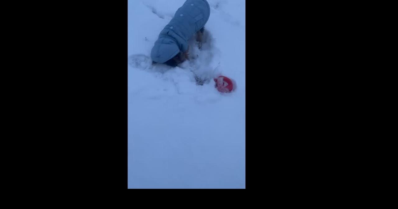 Louie loves the Decatur snow by Angela Ayers | Video | waaytv.com