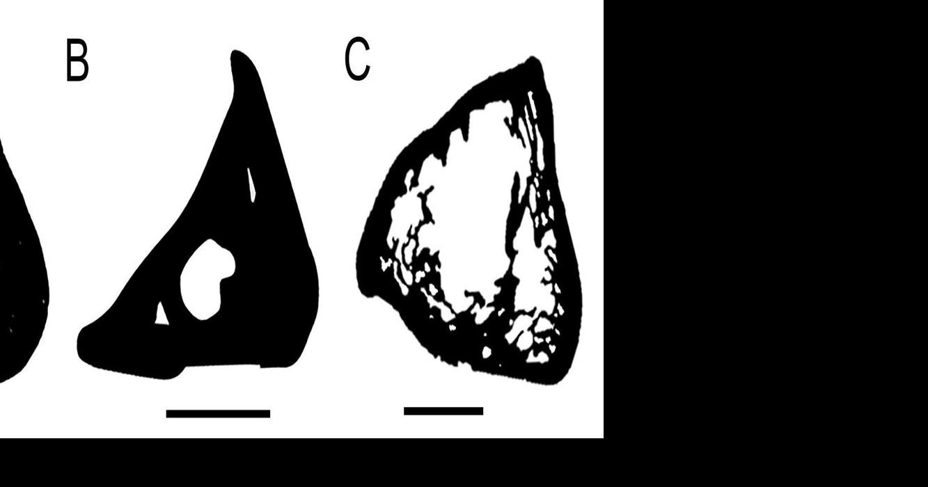 The surprising evolution of the weirdest animals on Earth, according to ...