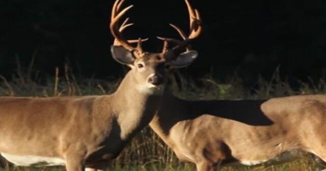 Alabama sees decline in number of deer harvested in most recent hunting ...