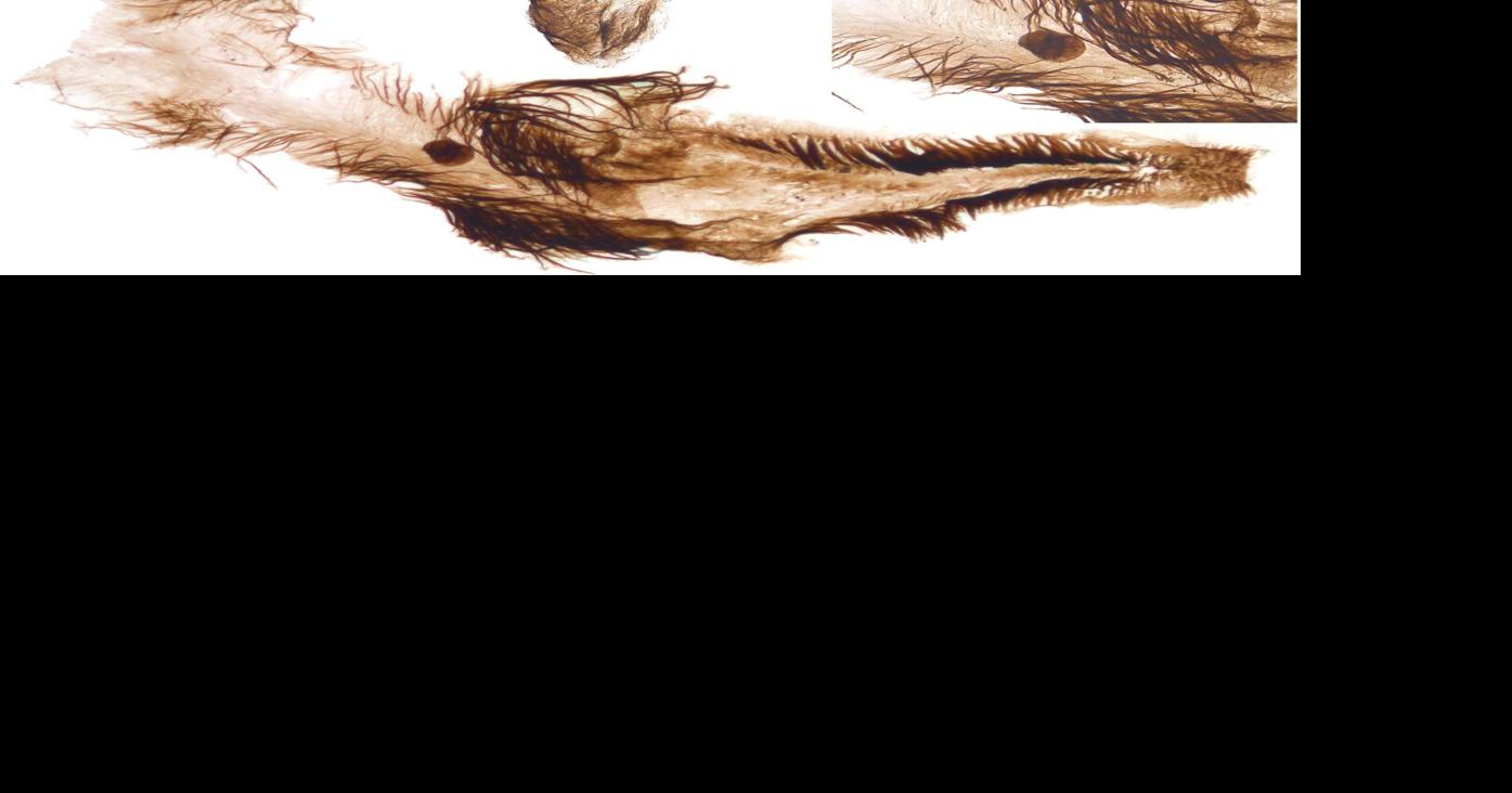 Fossils unearthed in Grand Canyon reveal new details of evolutionary ...