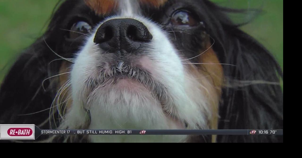 Springfield animal rescue organization saving dogs from being abandoned ...