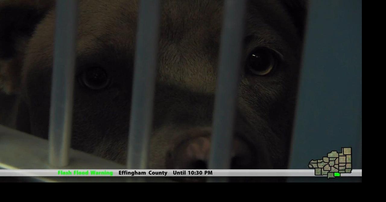 Vermilion Animal Shelter at full capacity in urgent need | News ...