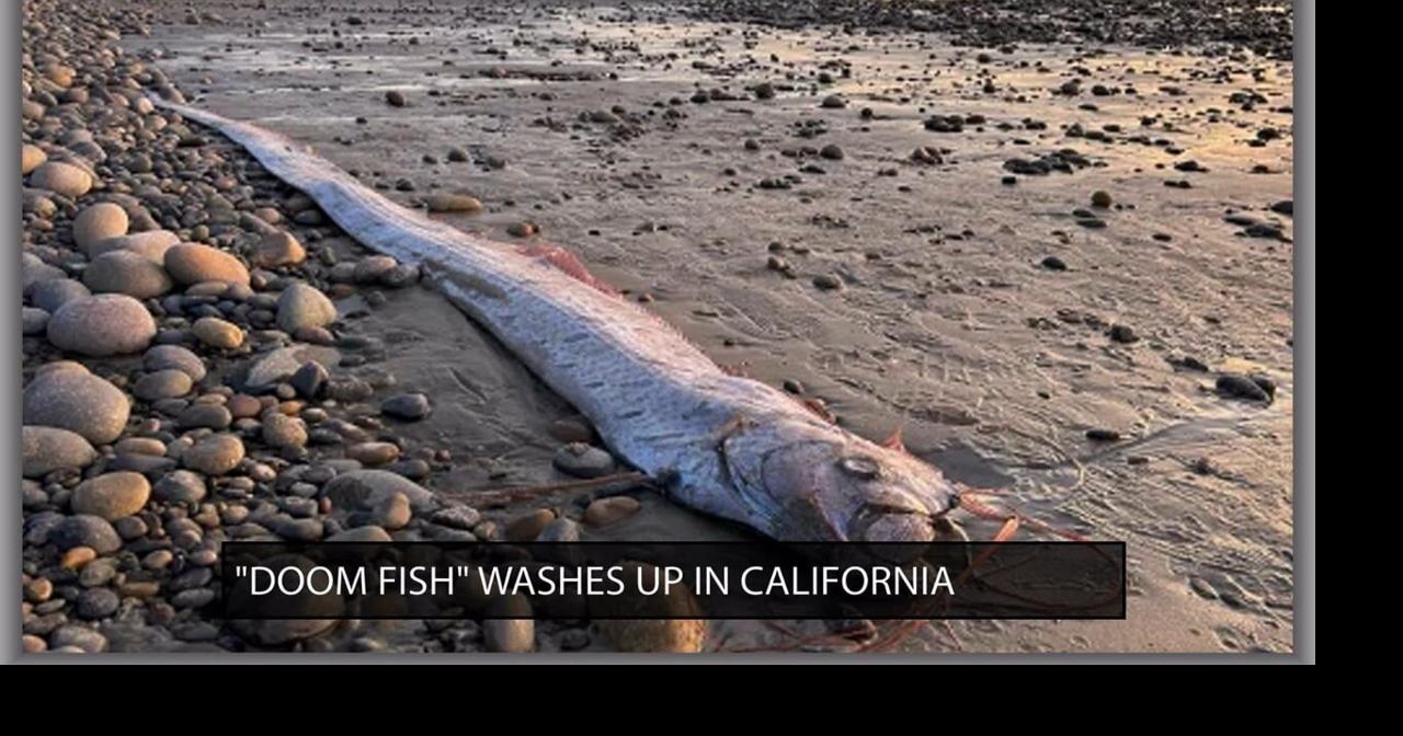 'Doom fish' washes up in California | Videos | wandtv.com