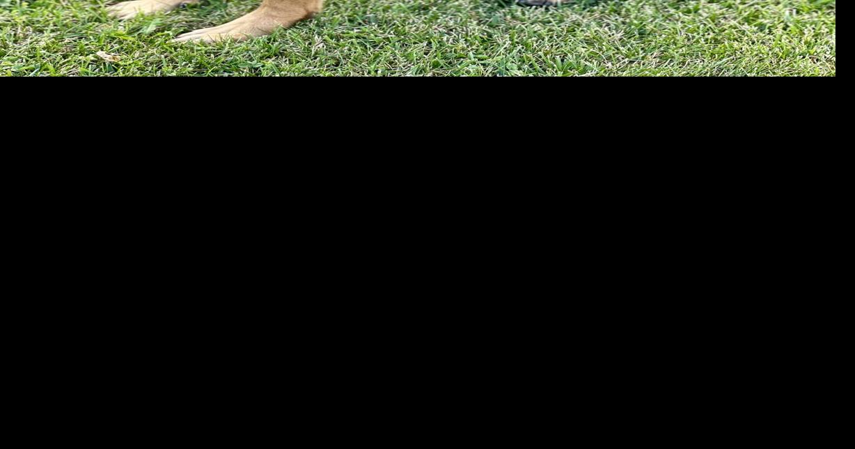 ISP K9 Loki gets donation of body armor | News | wandtv.com