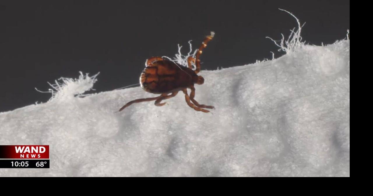 Fight the bite! How to handle and avoid tick bites | News | wandtv.com