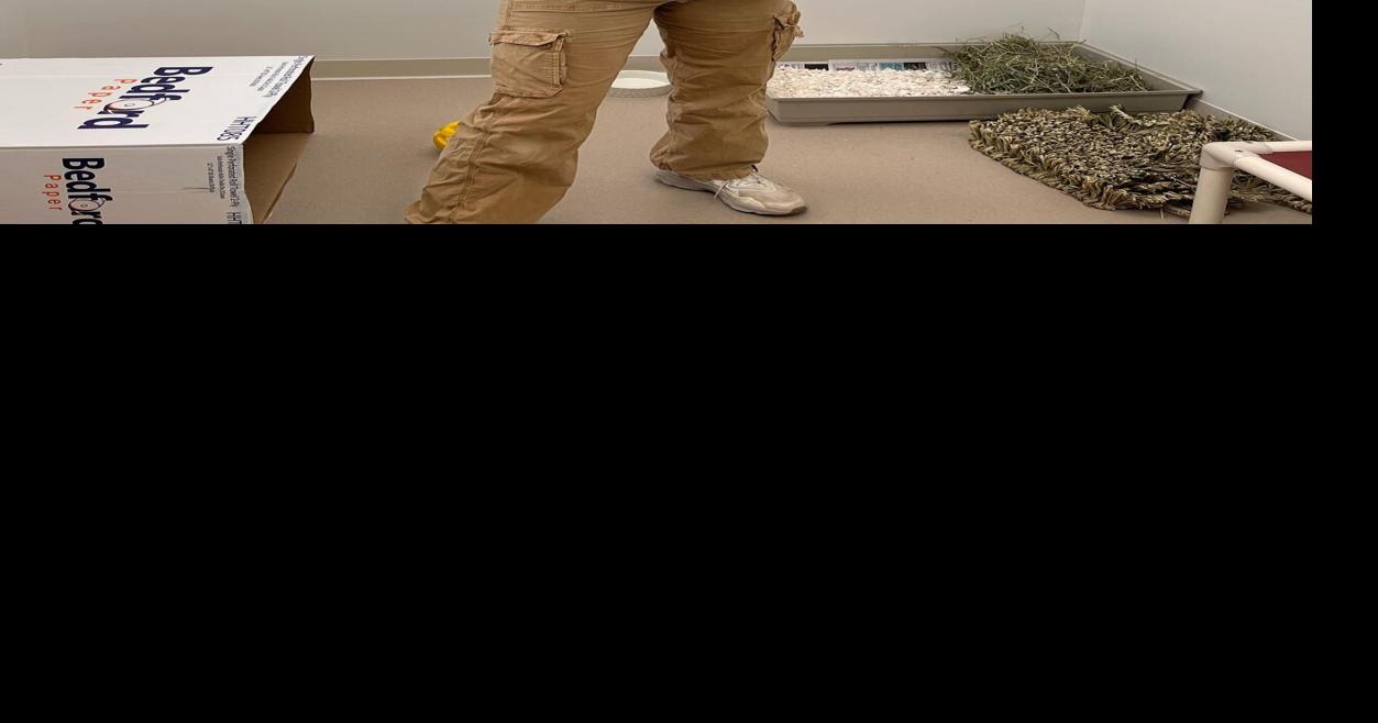 Giant rabbit named Cinnabun adopted from Champaign Co. Humane Society ...