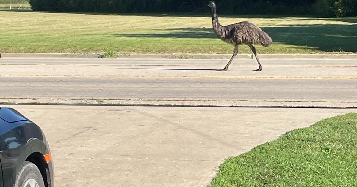 Missing emu returned to 4D Farms in Danville | News | wandtv.com