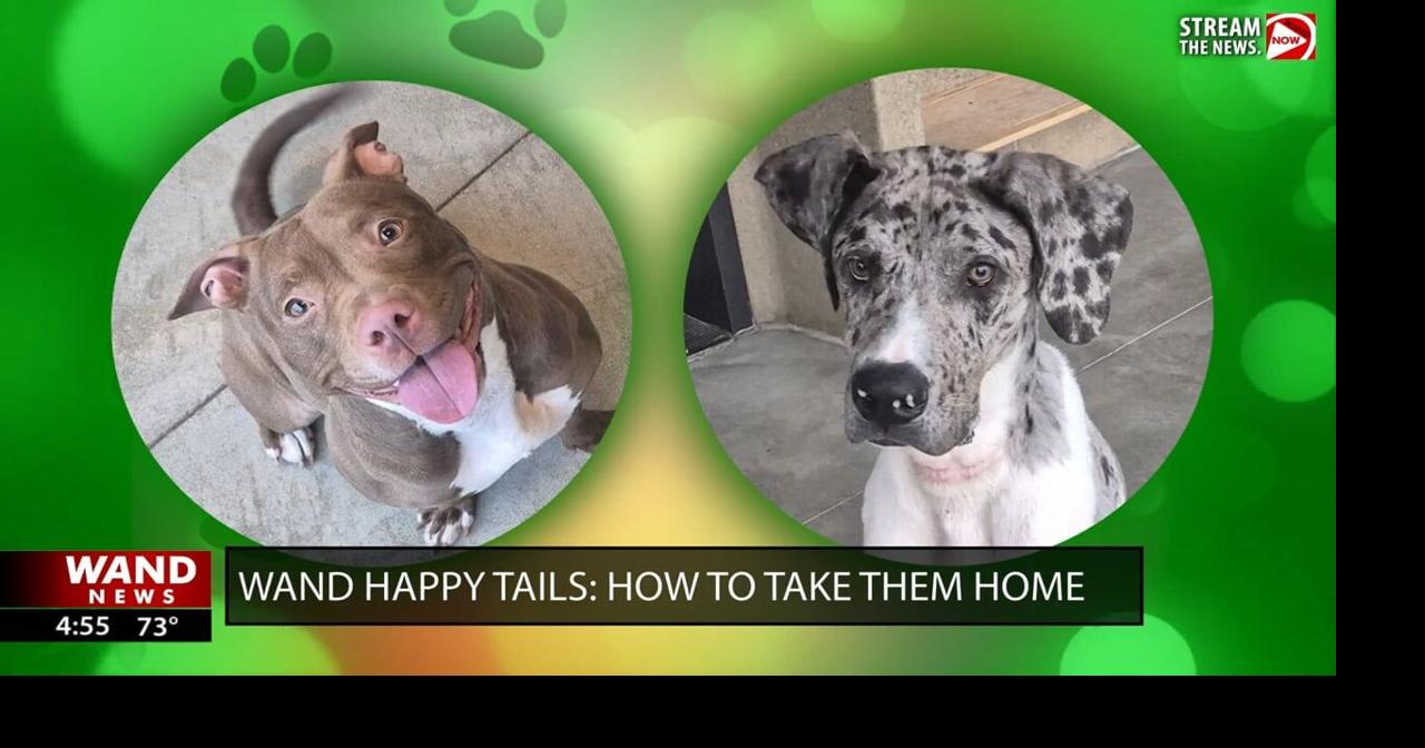 WAND's Happy Tails featuring Orbit and Ember | Community | wandtv.com