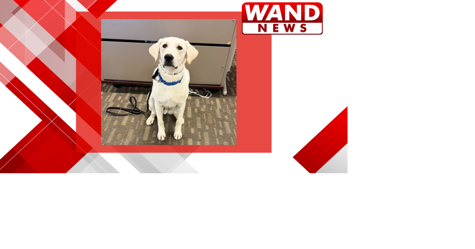 Puppy named Ghost becomes newest therapy K9 for Central IL | News ...