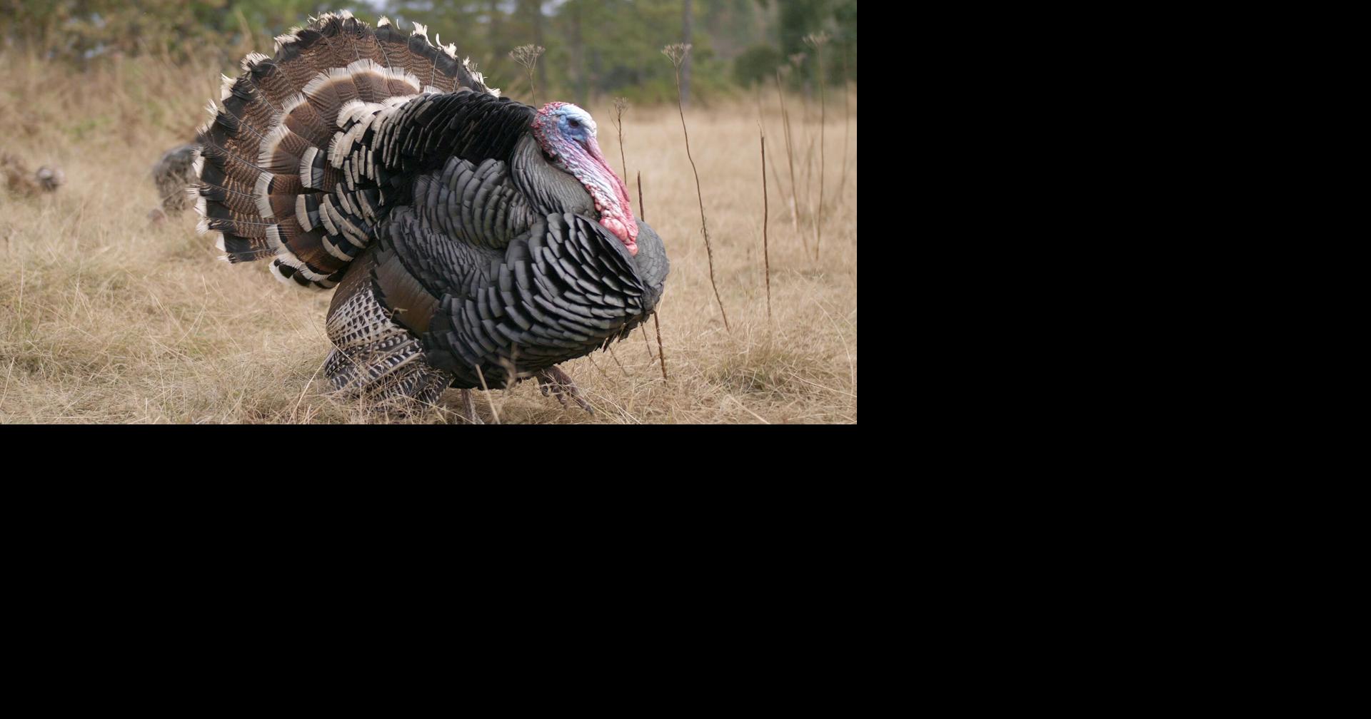 Turkey hunters harvest 255 wild turkeys in Illinois in 2025 | Local ...