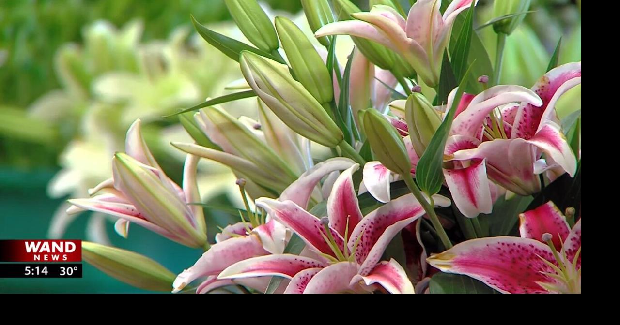 Decatur flower shop prepares for the busiest time of year | News ...