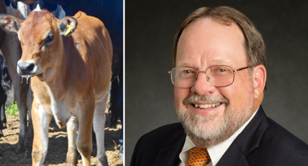 Illinois project creates first insulin-producing cow | News | wandtv.com