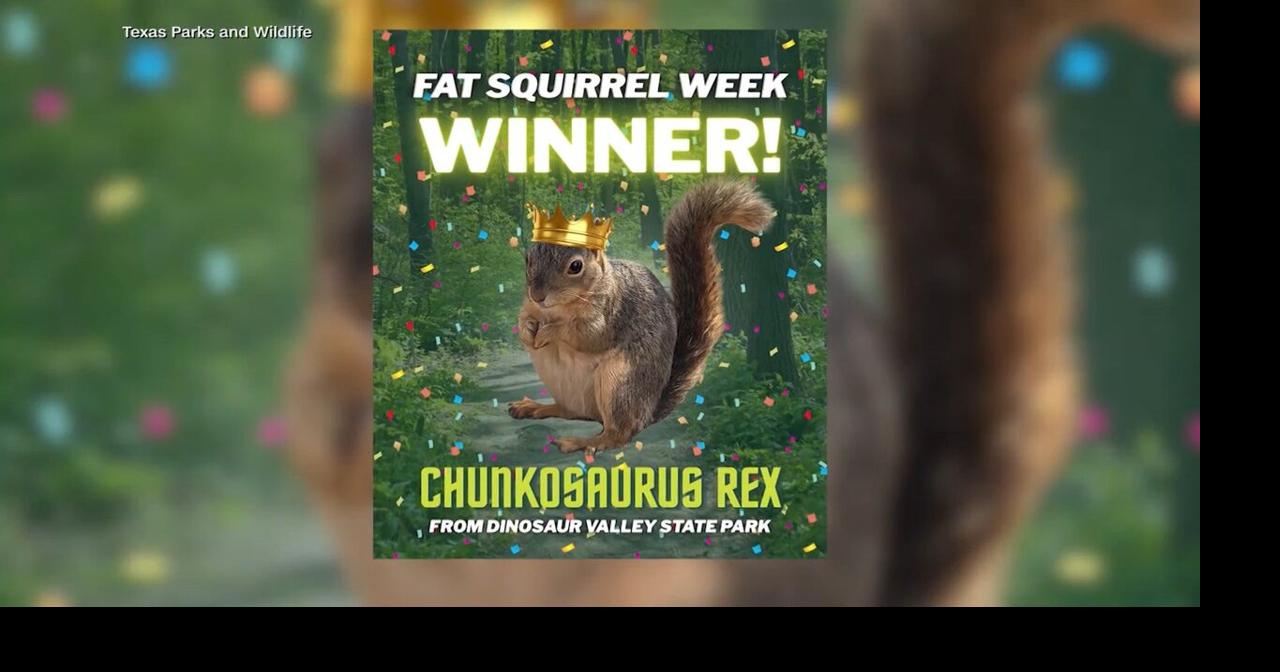 ‘Chunkosaurus Rex’ Crowned Fat Squirrel Week Winner | Videos | wandtv.com