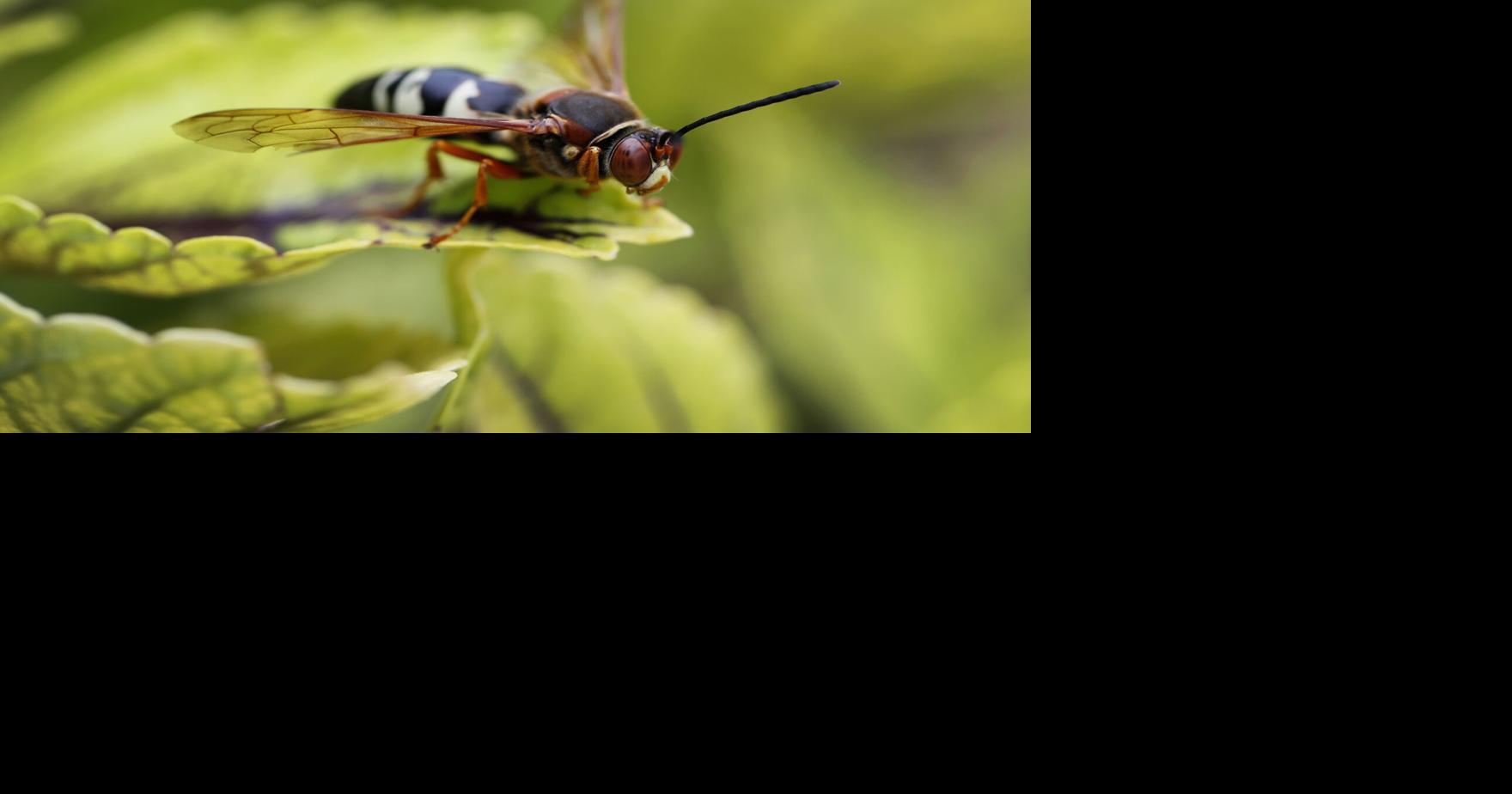 Will 2024 cicada explosion mean rise in cicada-killing wasps? Here's ...