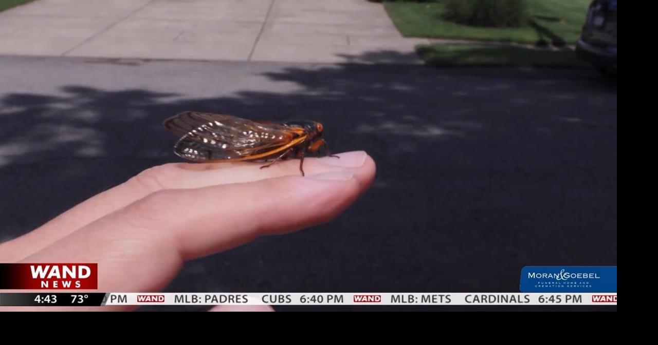 Cicada summer: Broods start to emerge in central Illinois | Videos ...