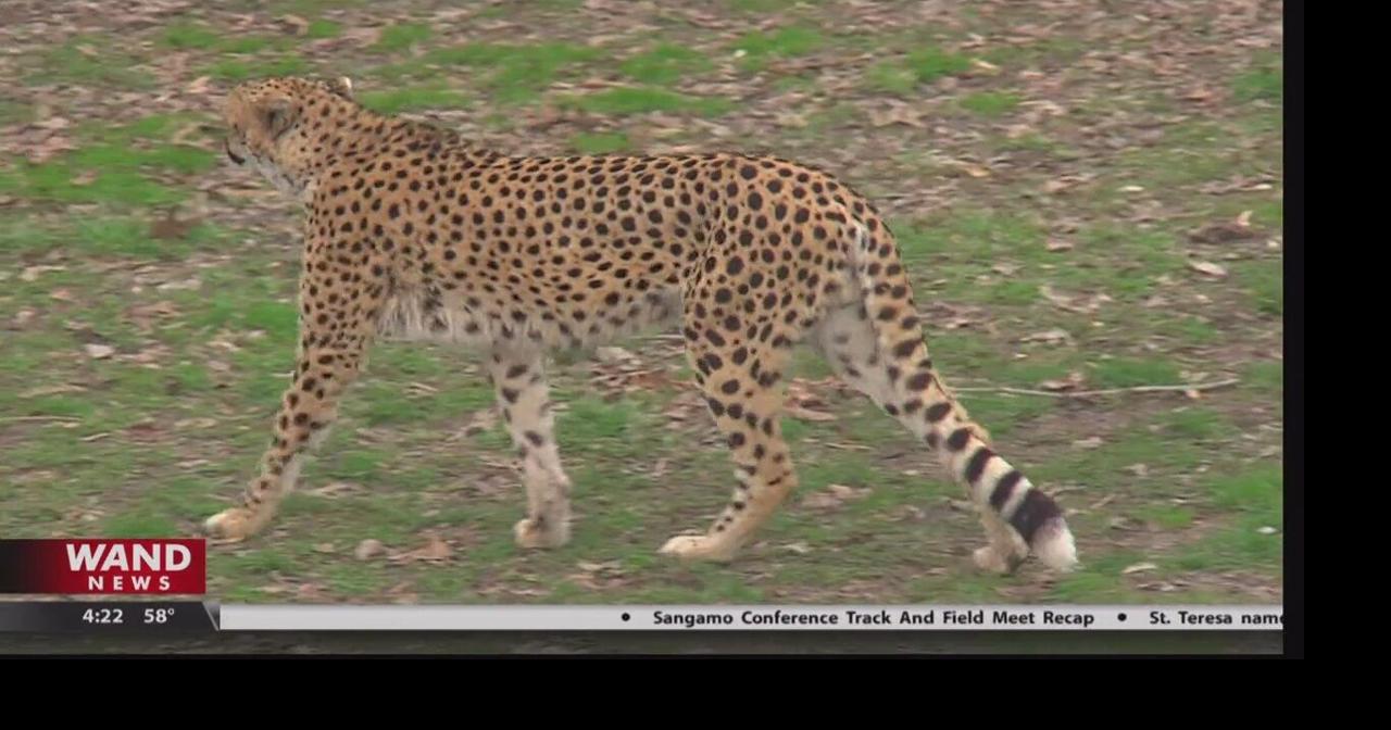 Scovill Zoo's Zippy Zoo Day offers family fun | News | wandtv.com