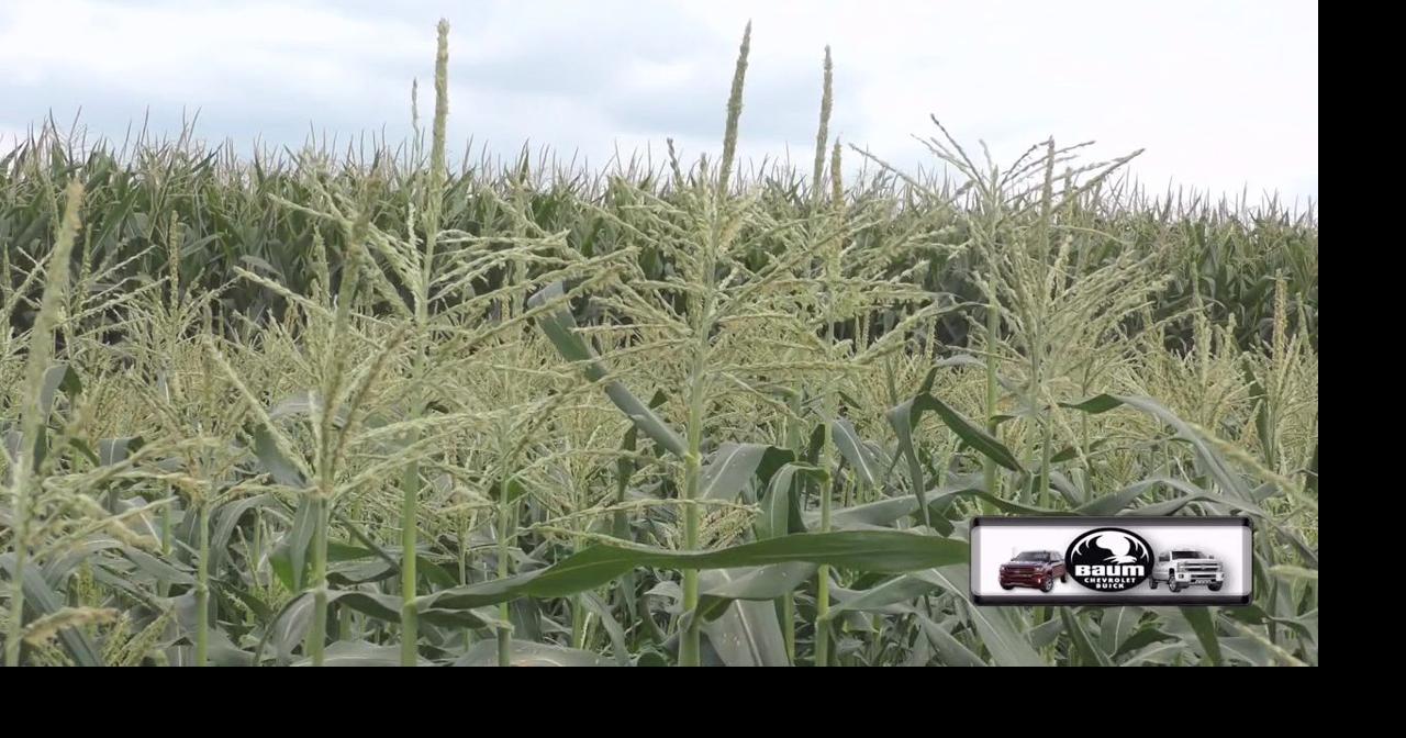 Knowing the difference between sweet corn, field corn | | wandtv.com