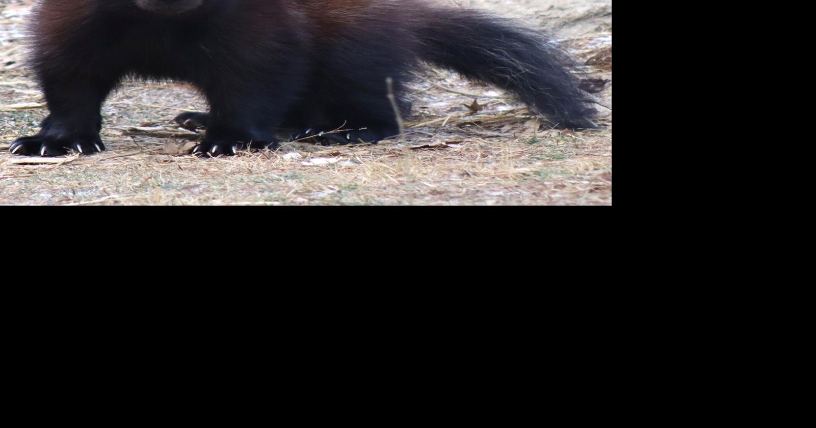 Wolverines return to the Henson Robinson Zoo | News | wandtv.com