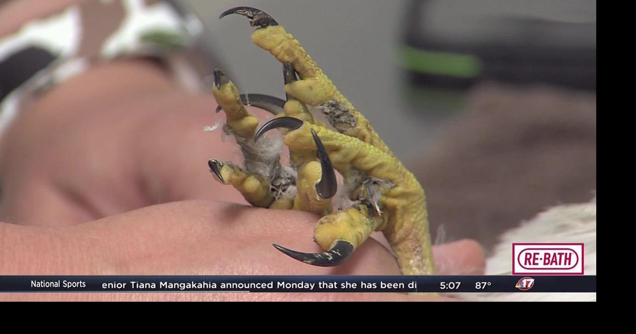 How Macon County birds transmit West Nile Virus | Top Stories | wandtv.com