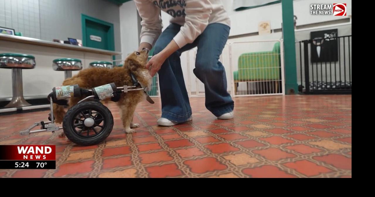 Pet rescue comfort dogs in their twilight years | Videos | wandtv.com
