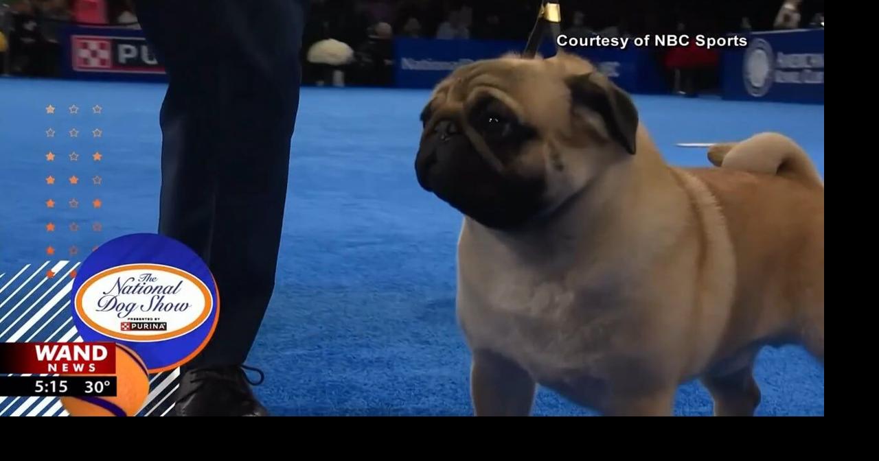 Vito the pug wins best in show at annual National Dog Show competition ...