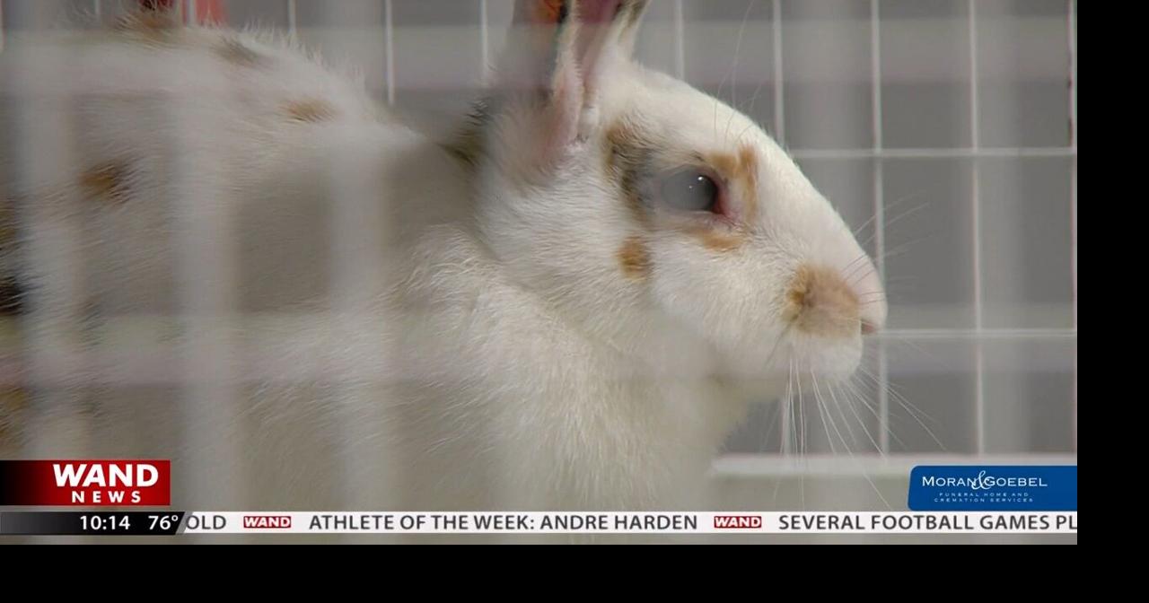 Vermilion animal shelter asking for help with over 300 animals in the ...