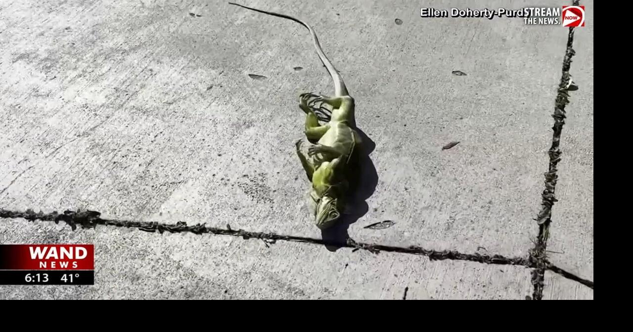 Leaping lizards! Here's why iguanas are falling from the sky in Florida ...