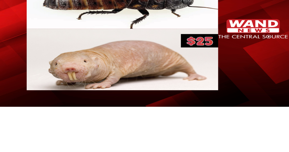 Adopt a Hissing Cockroach or Naked-Mole-Rat this Valentine's Day | Top ...