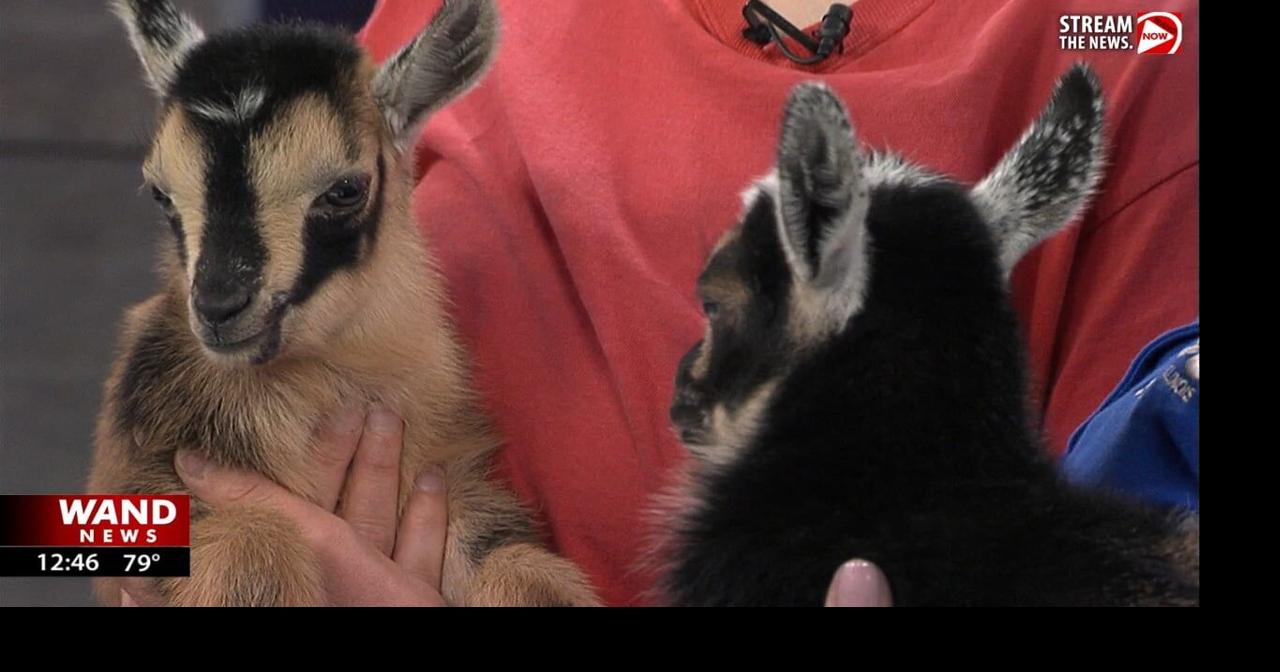 We're not kidding! 1-week-old goats visit the WAND studios from Scovill ...