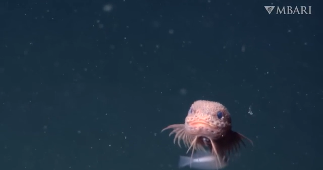 New species of snailfish discovered | Videos | wandtv.com