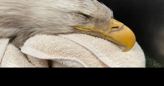 Illinois Raptor Center raising money for eagle-sized incubator | Top ...