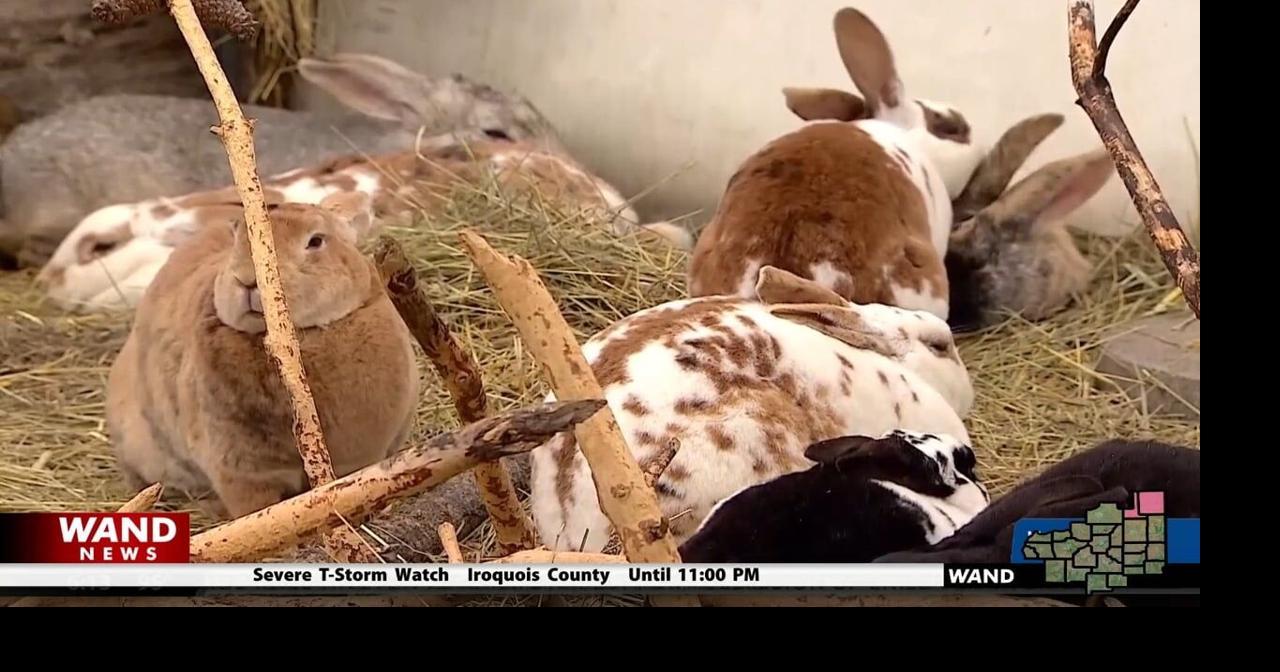 Rabbit Fever on the rise in rabbits, ticks, squirrels across central ...