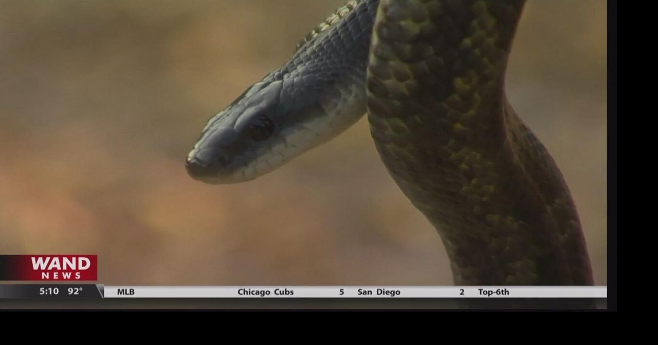 Staying safe around snakes in warmer weather | Videos | wandtv.com