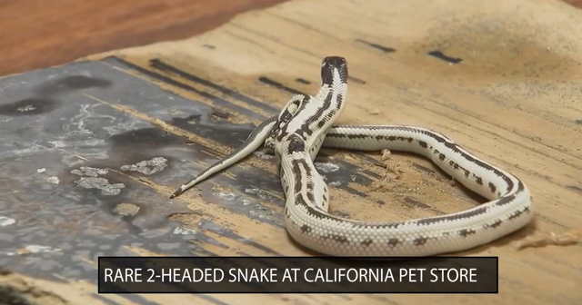 Rare 2-headed snake at California pet store | Videos | wandtv.com
