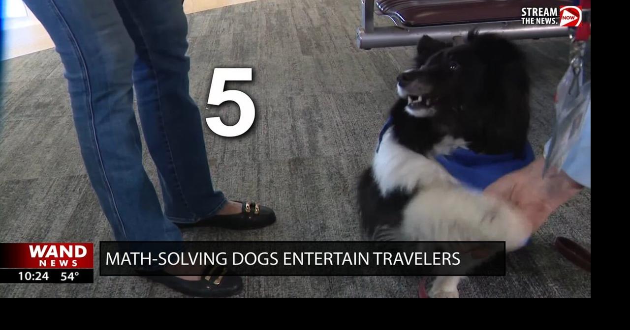 Fur nerds only: Math-solving dogs entertain travelers | Videos | wandtv.com