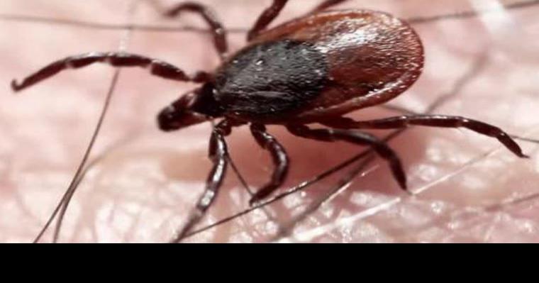 As Summer Nears, Illinois Officials Spread Awareness of Dangers of Tick ...