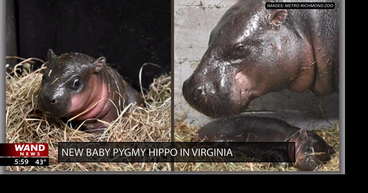 New baby pygmy hippo born in Virginia | Videos | wandtv.com
