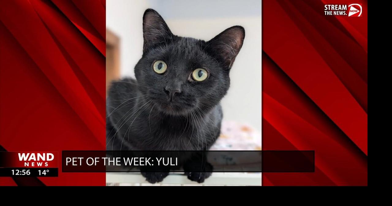 Meet the Pets of the Week! | Videos | wandtv.com