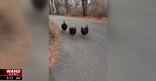 Mailman chased by turkeys | Videos | wandtv.com