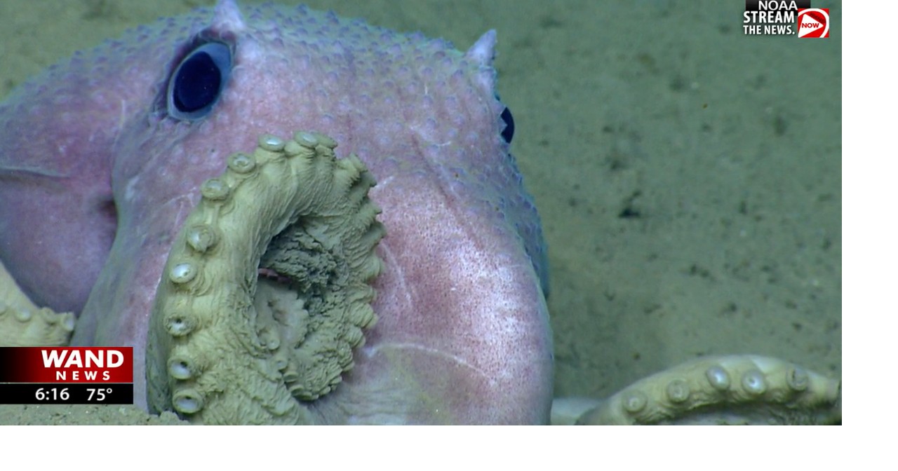 New study examines intelligence of octopi | Videos | wandtv.com