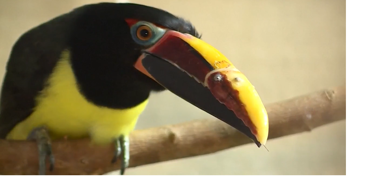 Bird gets prosthetic beak | Videos | wandtv.com